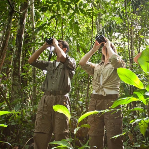 Bird Watching Brasilien